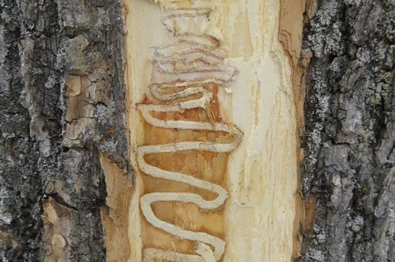 Whats Bugging The Trees Wisconsin Dnr